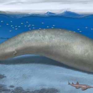 Antigua especie de ballena, Perucetus colossus, reescribe los libros de ...
